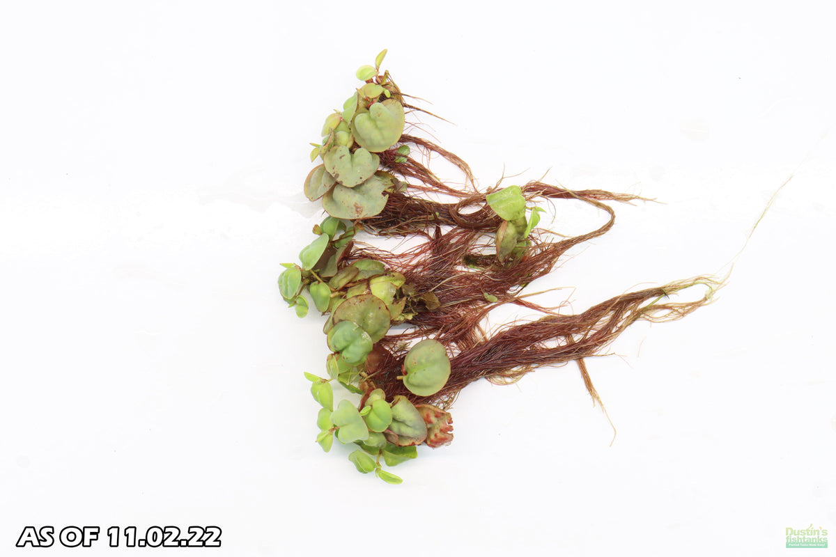 Red Root Floater (Wow Floating Plant) Phyllanthus Fluitans (GREEN/Red – DustinsFishtanks