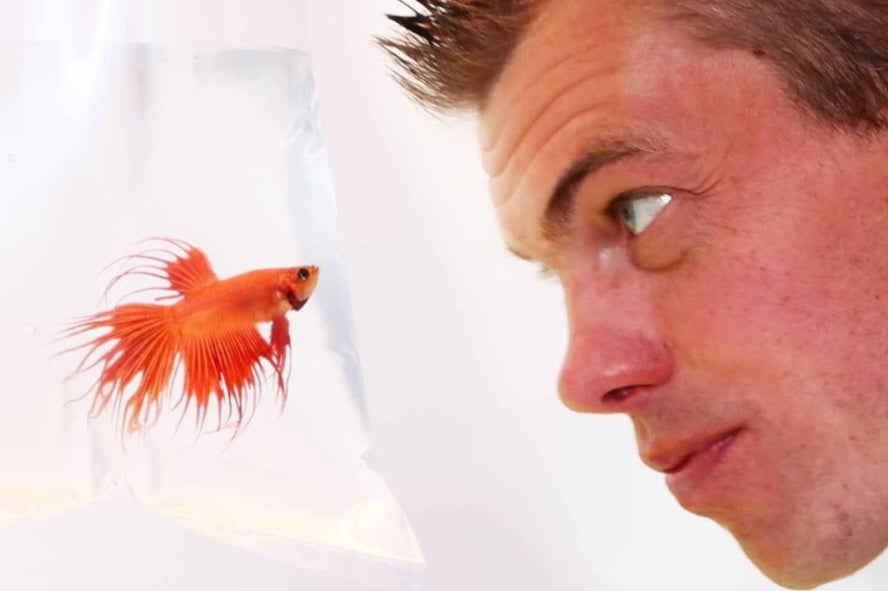 Fishtory Series: History of the Betta Fish – DustinsFishtanks