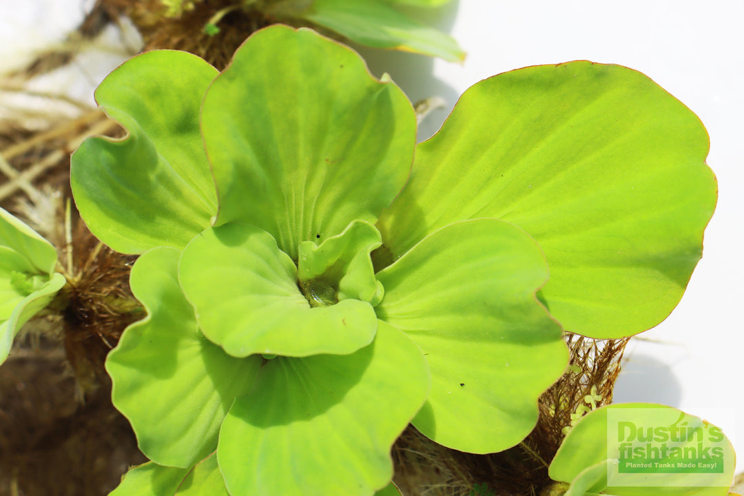 Floating Aquarium Plants 101 – DustinsFishtanks