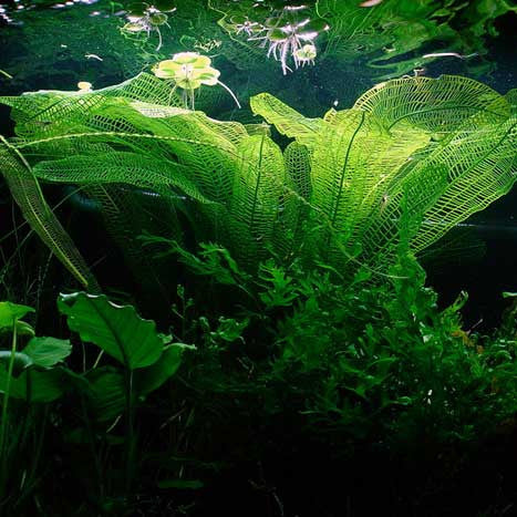 Aponogeton 101 – DustinsFishtanks