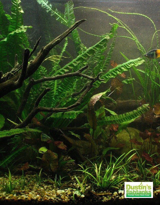 Collections – DustinsFishtanks