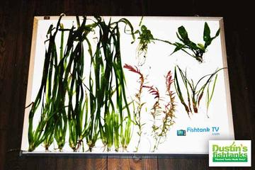 Dustin's Fishtanks - Aquarium Plants for sale - Planted tank made EASY ...