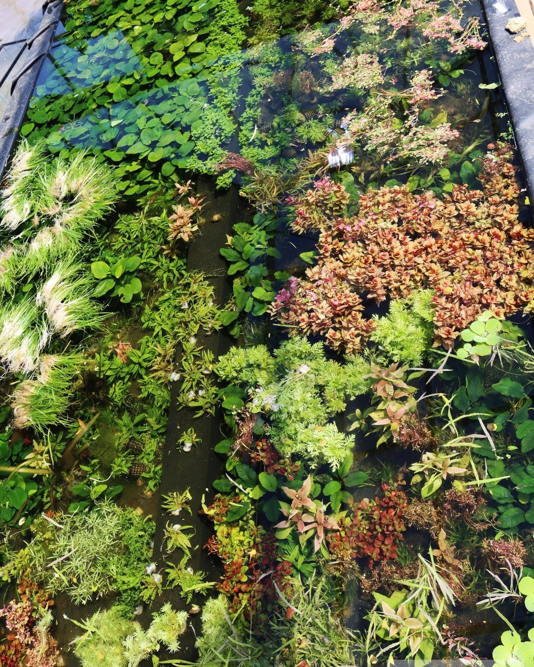 Dustin's Fishtanks - Aquarium Plants for sale - Planted tank made EASY ...