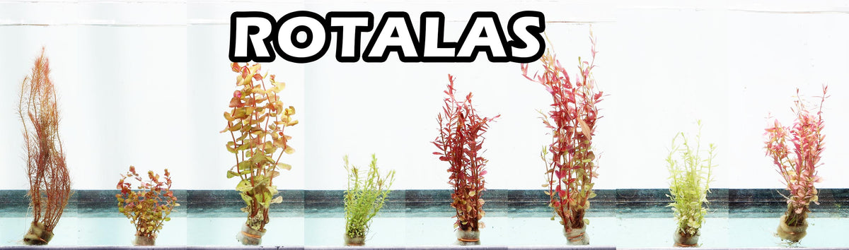 Rotala (Rotala India and other Easy Rotala species for sale ...