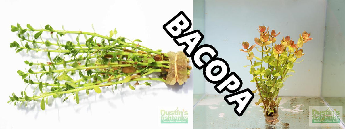 Bacopa – DustinsFishtanks