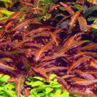 Midground Plants – DustinsFishtanks