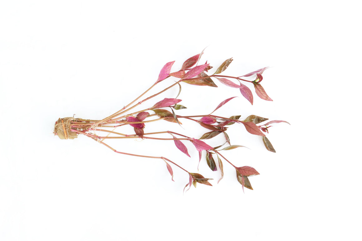 Dustin's Fishtanks - Aquarium Plants for sale - Planted tank made EASY ...