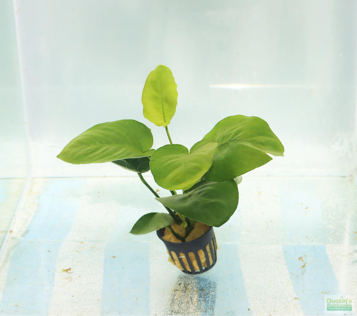 Anubias Barteri "Broadleaf" (Our Largest Anubias) – DustinsFishtanks