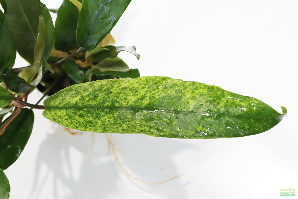 Anubias Minima "Variegated" (WOW Anubias) – DustinsFishtanks