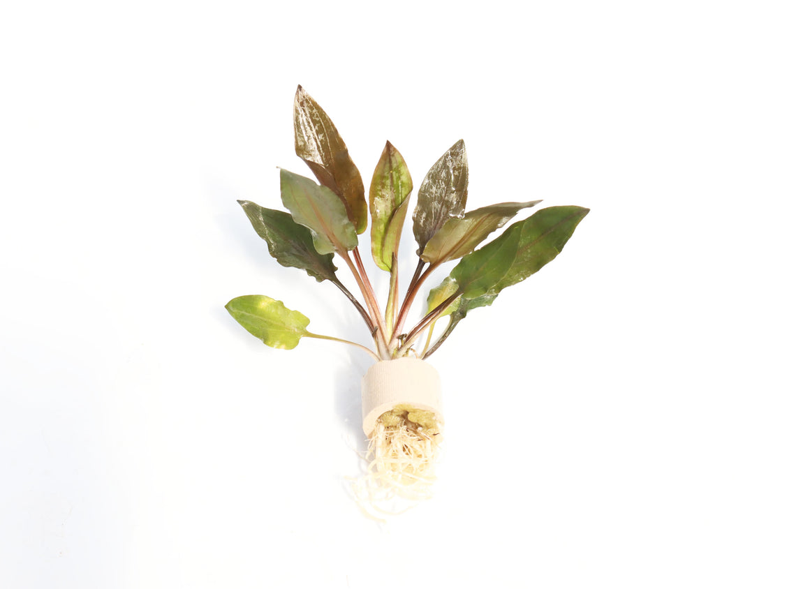 Crypts, Cryptocoryne Plants for sale – DustinsFishtanks