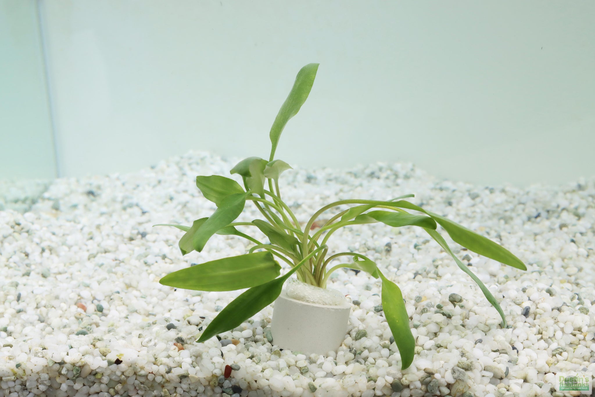 cryptocoryne lutea