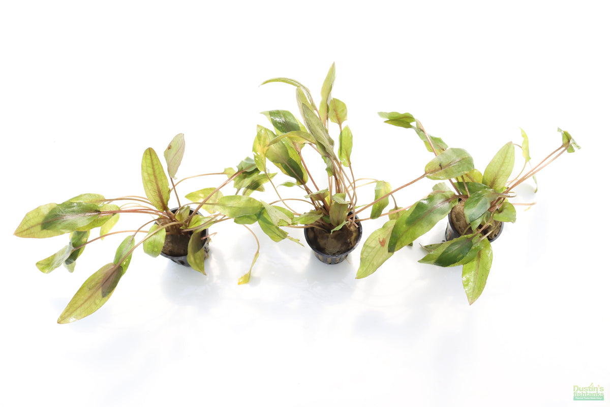 CRYPTOCORYNE MIOYA (Foreground Crypt) POTTED – DustinsFishtanks