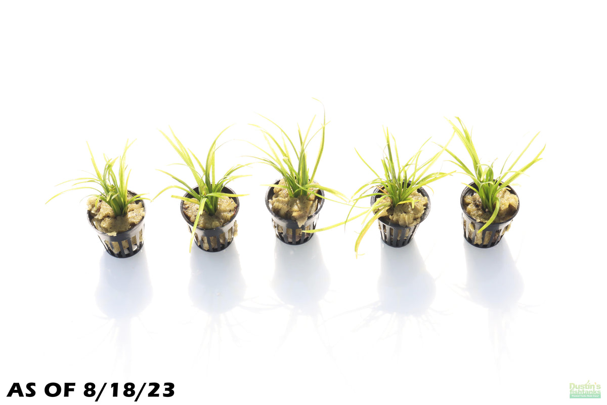 Dwarf Sagittaria Subulata -EASY Foreground Plant – DustinsFishtanks