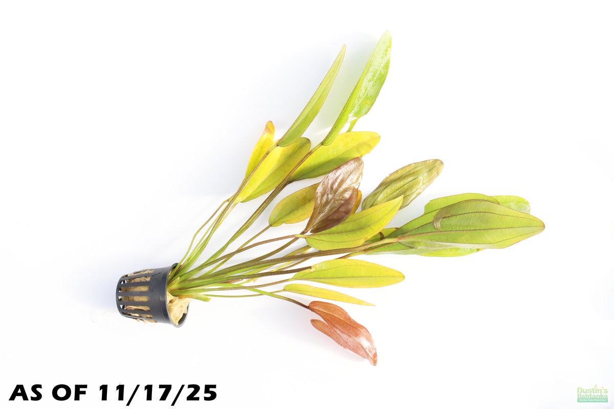 Echinodorus Fantastic Color (Sword) – DustinsFishtanks