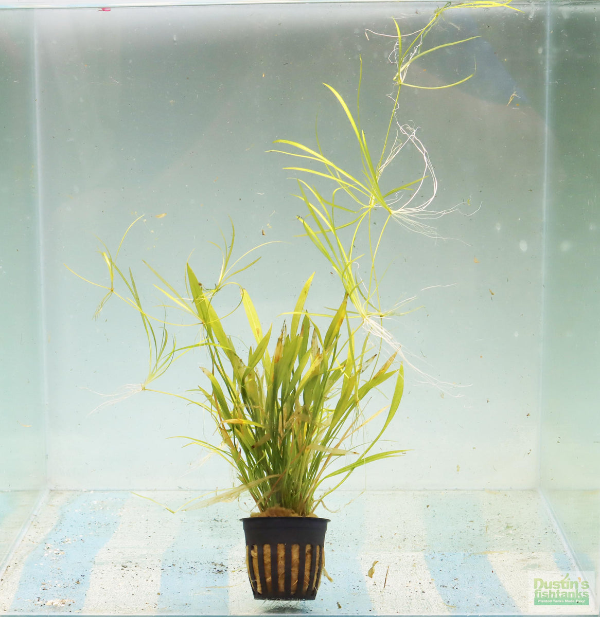 Echinodorus Tenellus Dwarf Chain Sword (POTTED) – DustinsFishtanks