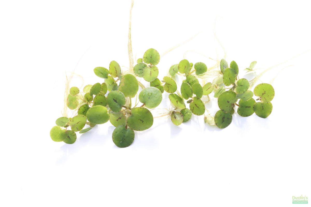 Frog bit (the perfect Floater) – DustinsFishtanks