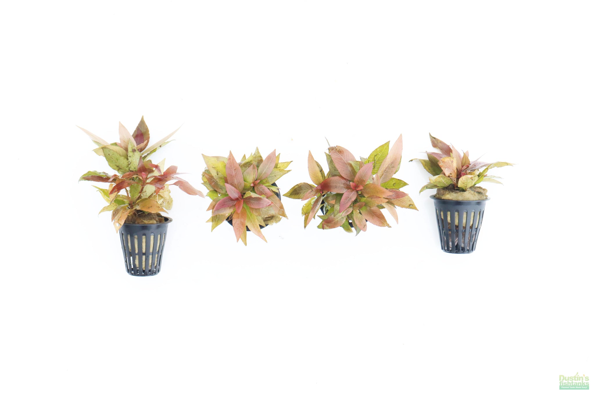 Hygrophila Corymbosa 'Compacta' POTTED (Super Easy Low Light Foregroun ...