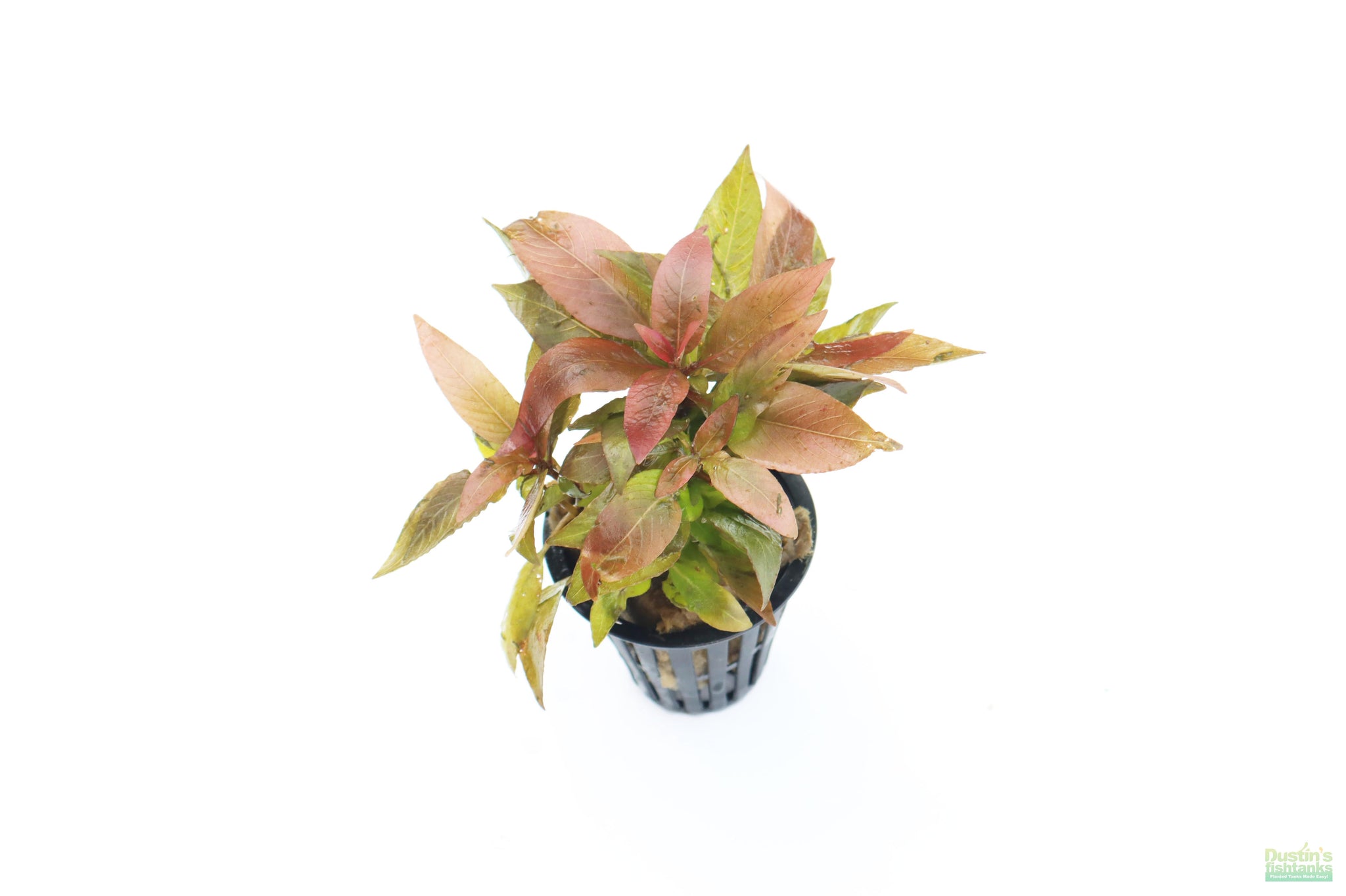 Hygrophila Corymbosa 'Compacta' POTTED (Super Easy Low Light Foregroun ...