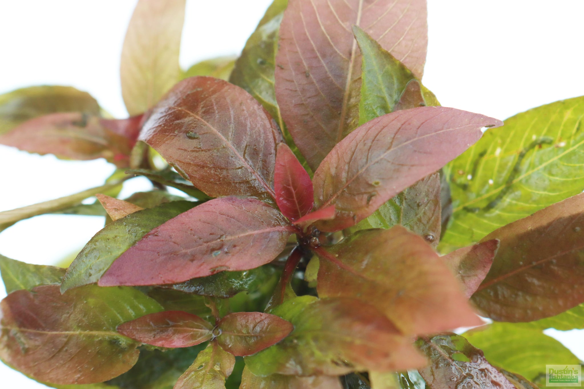 Hygrophila Corymbosa 'Compacta' POTTED (Super Easy Low Light Foregroun ...