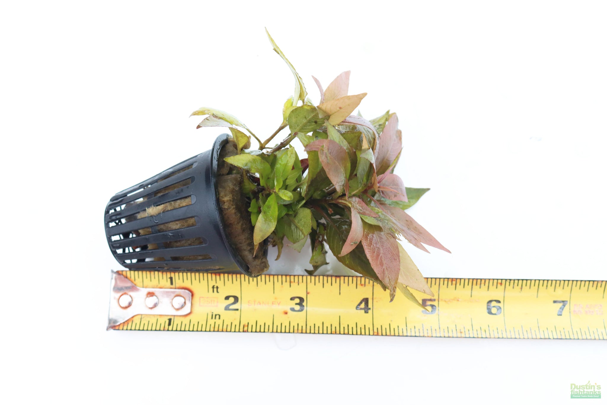 Hygrophila Corymbosa 'Compacta' POTTED (Super Easy Low Light Foregroun ...