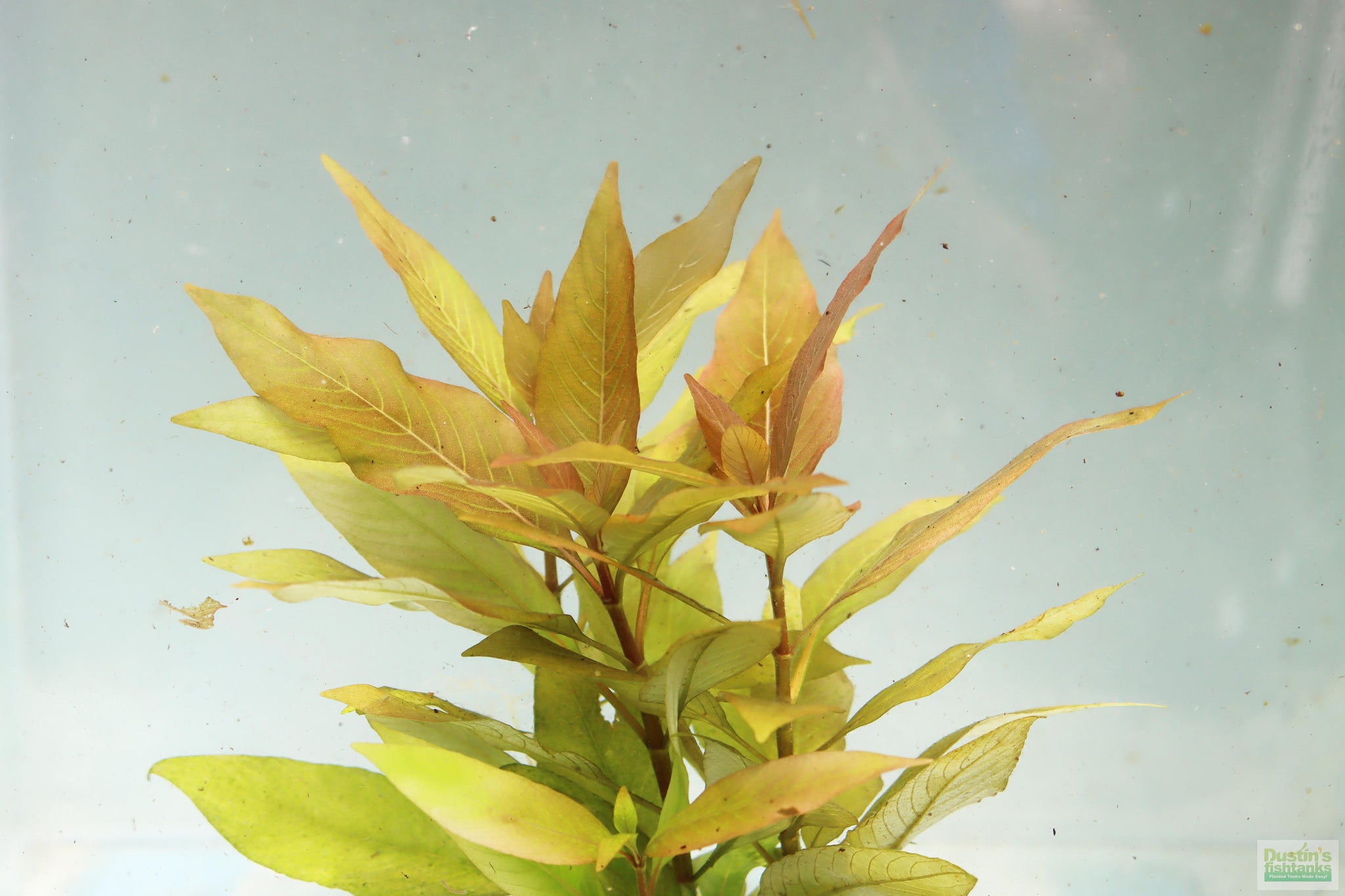 Hygrophila Corymbosa 'Compacta' POTTED (Super Easy Low Light Foregroun ...