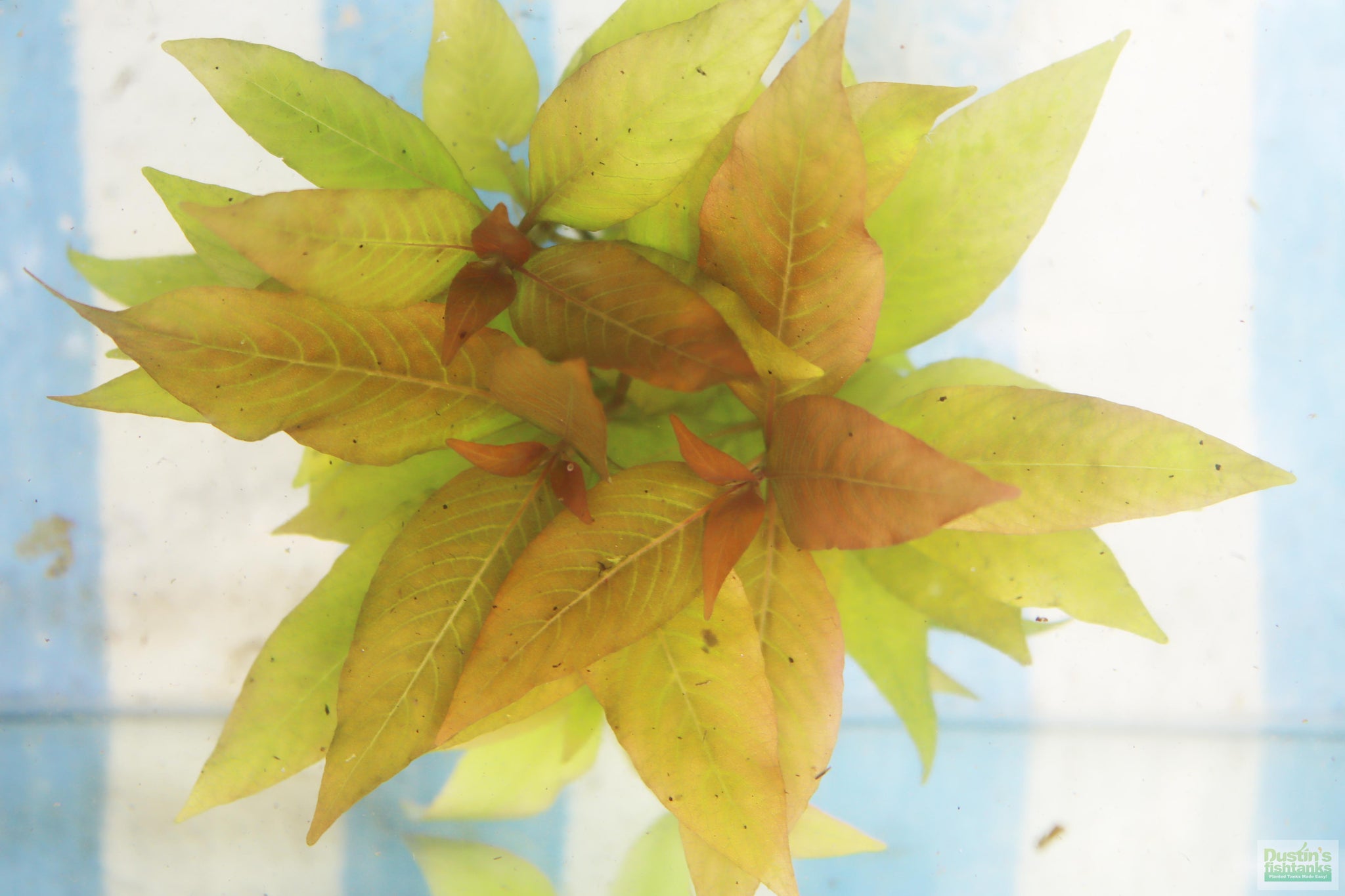 Hygrophila Corymbosa 'Compacta' POTTED (Super Easy Low Light Foregroun ...