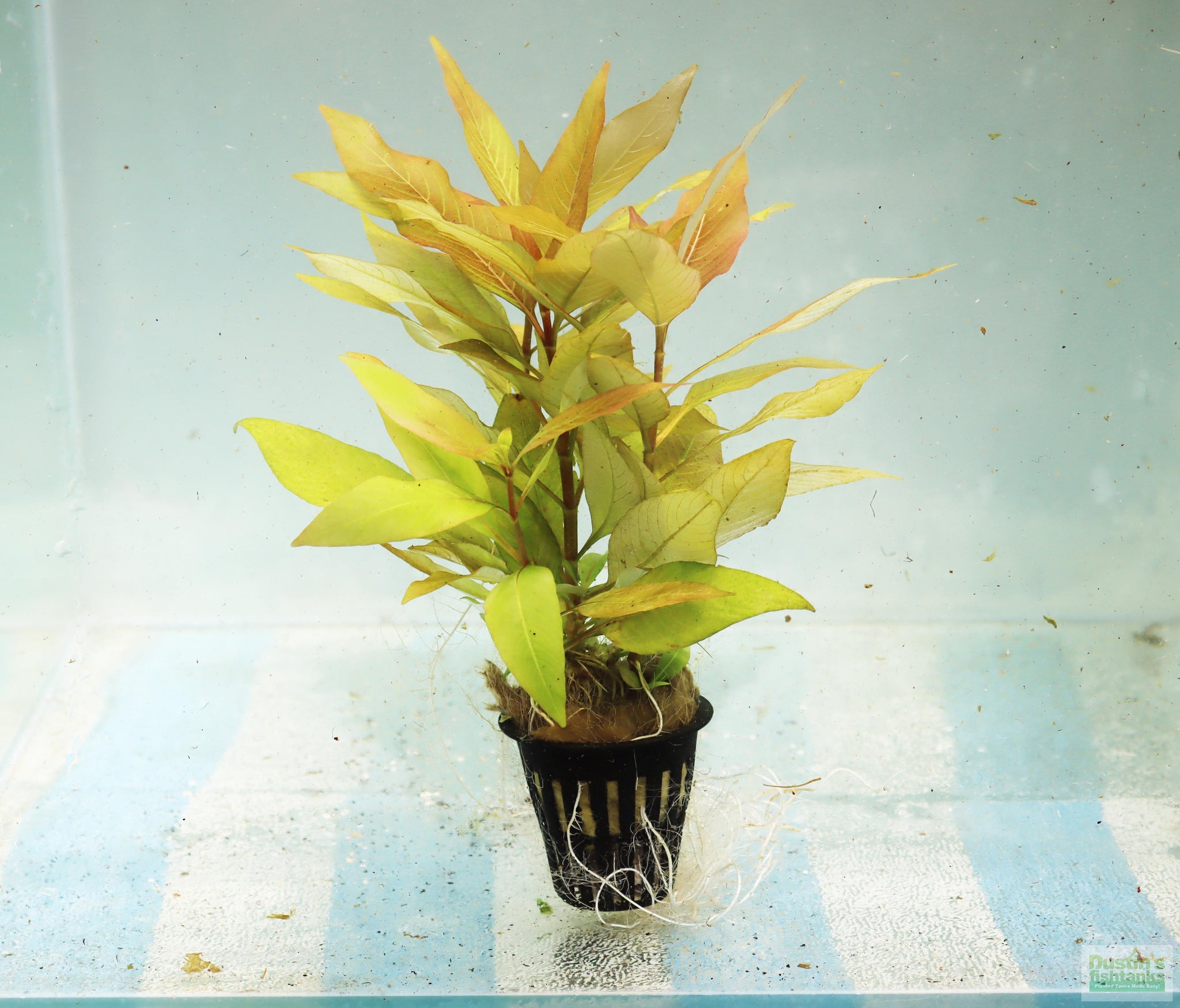 Hygrophila Corymbosa 'Compacta' POTTED (Super Easy Low Light Foregroun ...