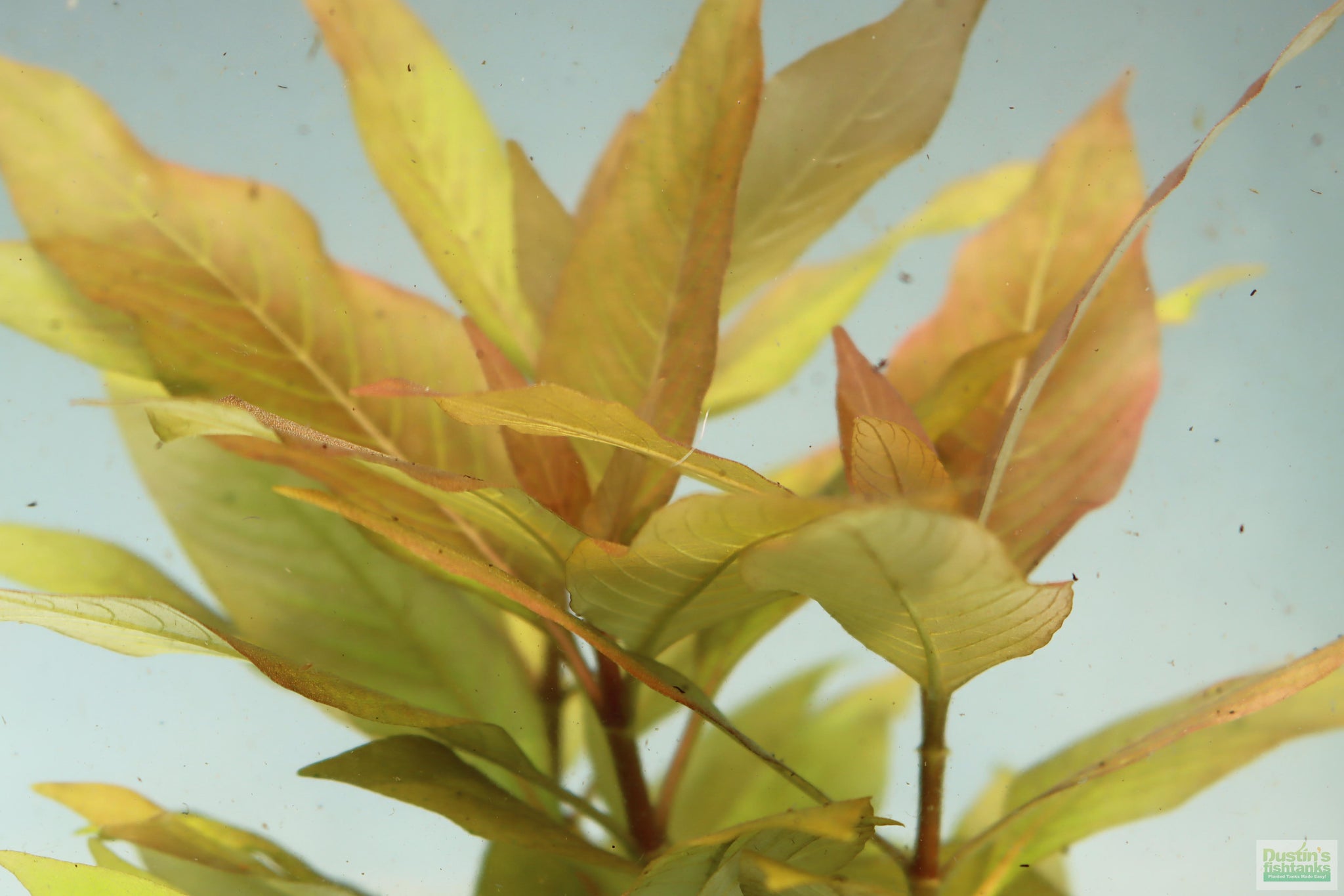 Hygrophila Corymbosa 'Compacta' POTTED (Super Easy Low Light Foregroun ...