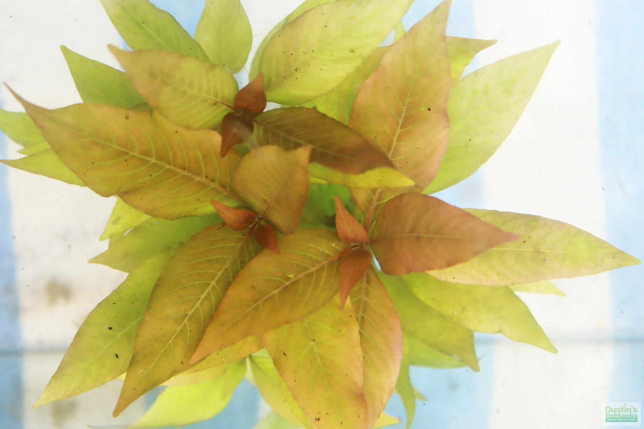 Hygrophila Corymbosa 'Compacta' POTTED (Super Easy Low Light Foregroun ...