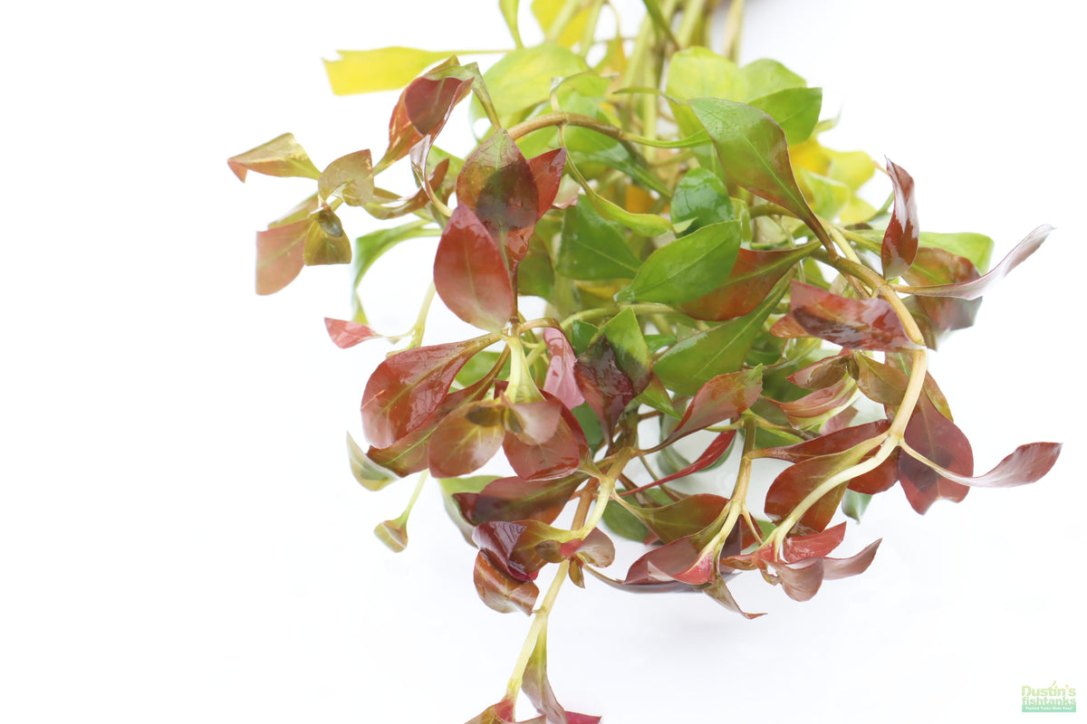 Ludwigia Repens (Absolutely Stunning Aquarium Plant) – DustinsFishtanks