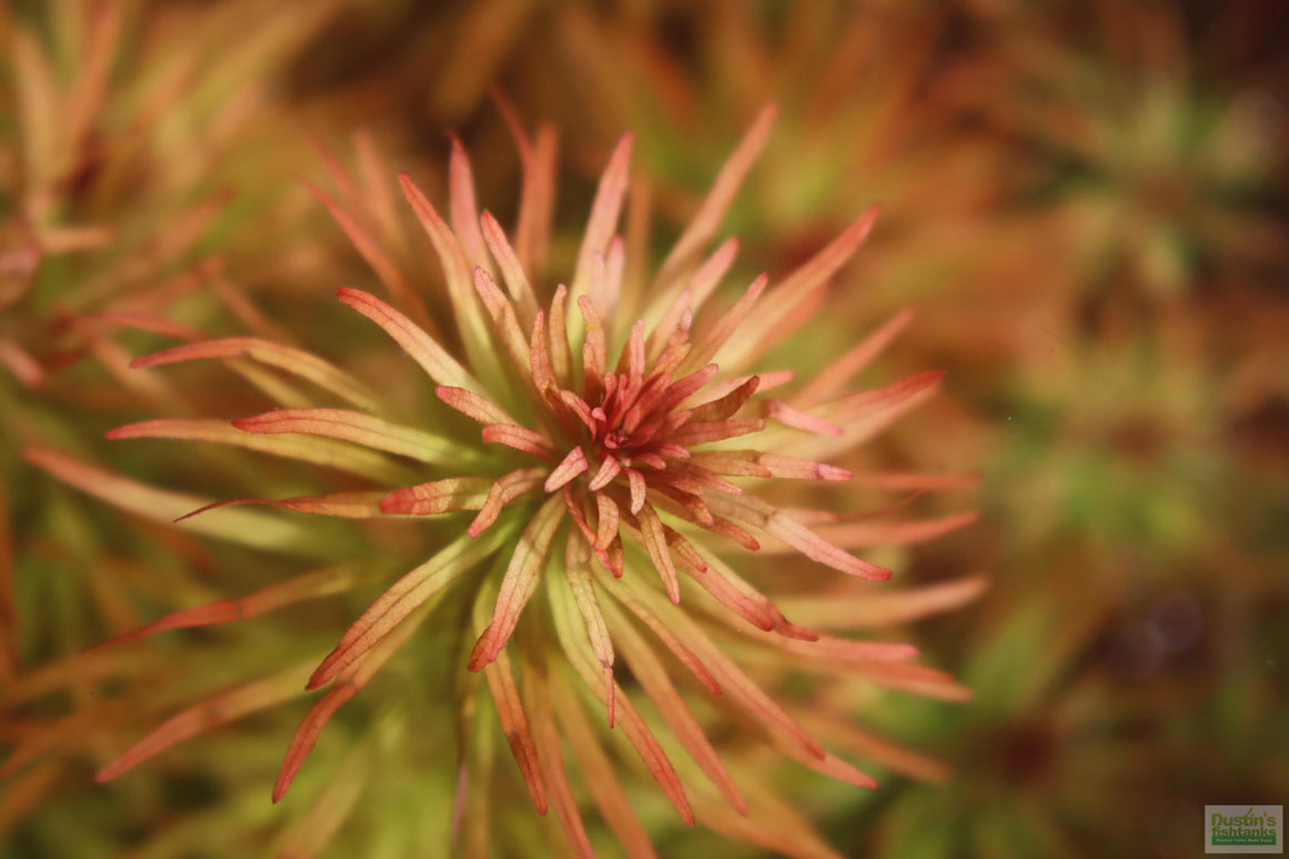 Red Plants – DustinsFishtanks