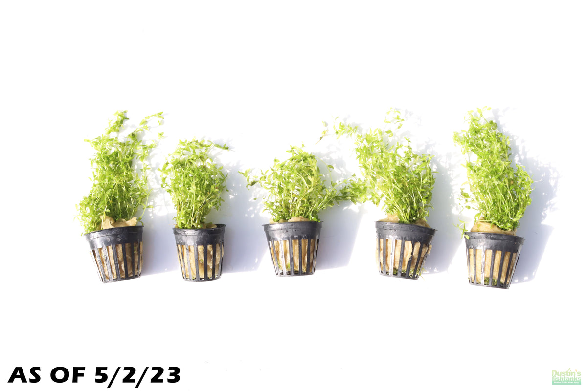 Pearl Weed (Micranthemum Micranthemoides) – DustinsFishtanks