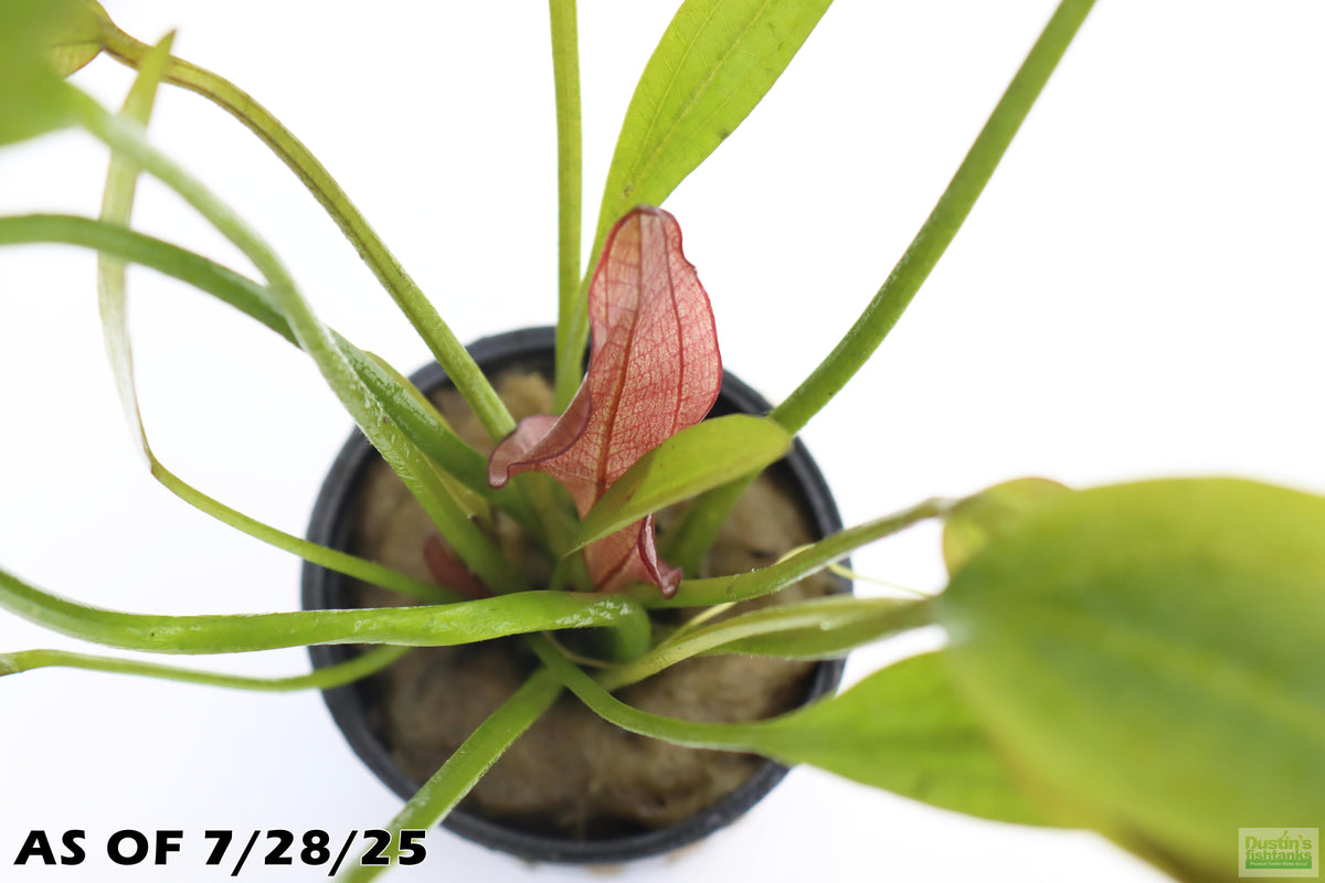 Red Diamond Sword (Echinodorus) – DustinsFishtanks