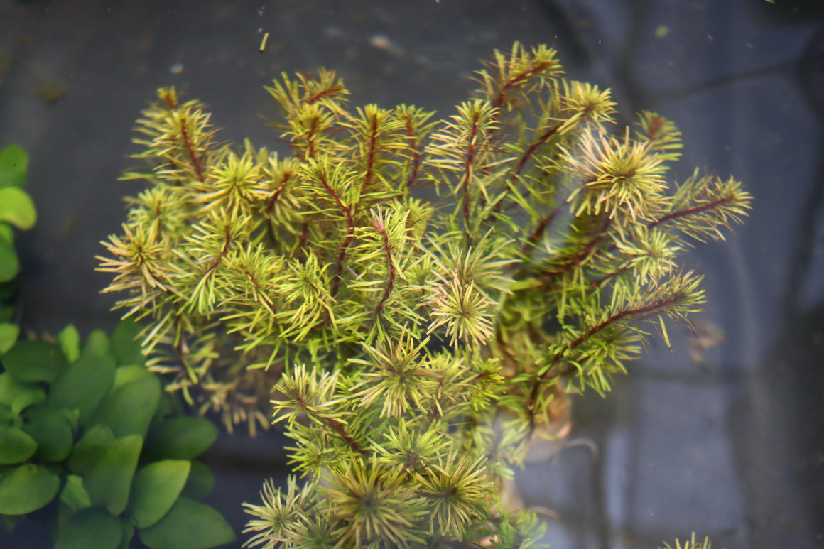 Rotala (Rotala India and other Easy Rotala species for sale ...