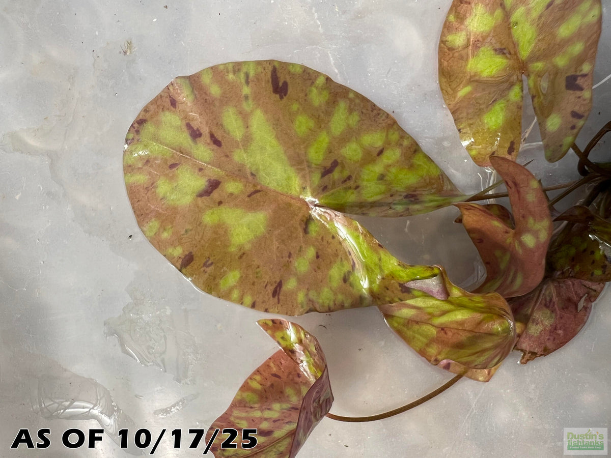 Tri Color Lotus Nymphaea micrantha (Tri colour ) – DustinsFishtanks