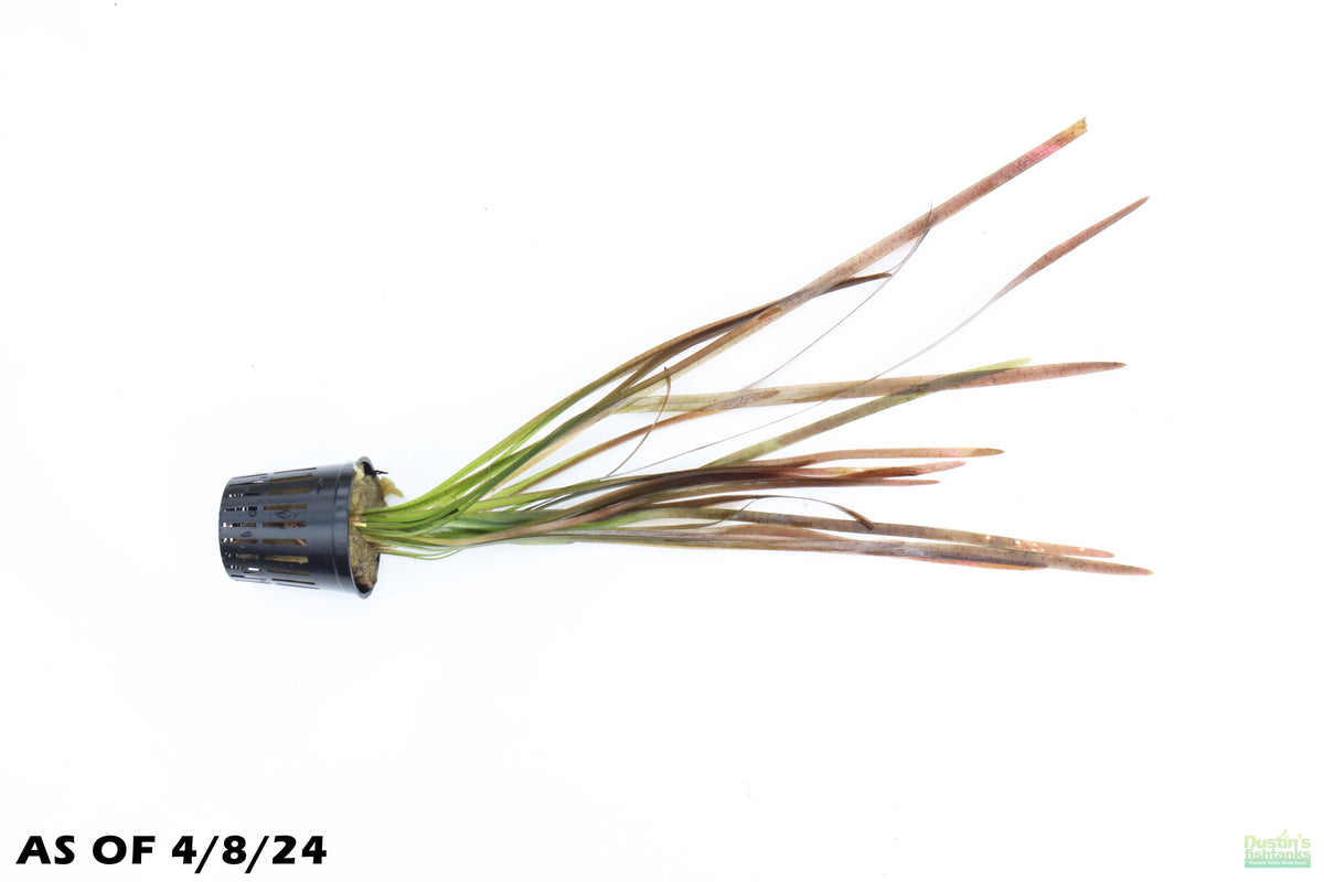 Vallisneria Spiralis Leopard (Easy Background Aquarium Plant) (Shorter ...