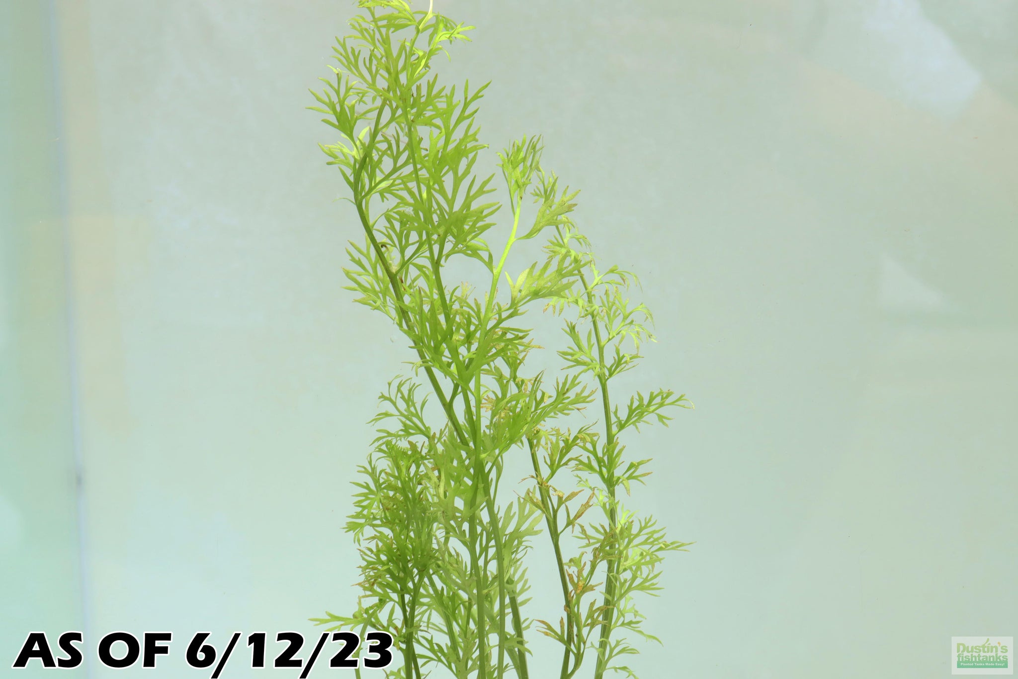 Water Sprite Aquarium Plant