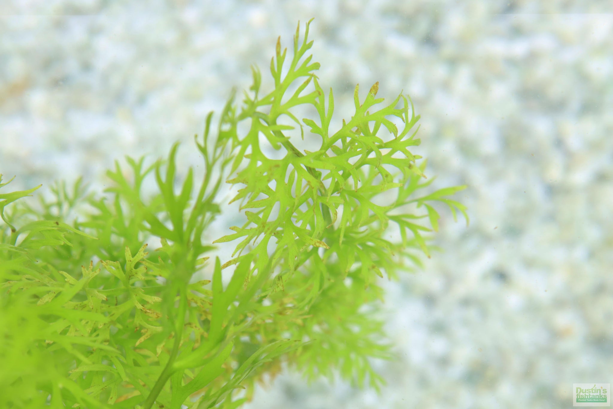 Water Sprite Aquarium Plant