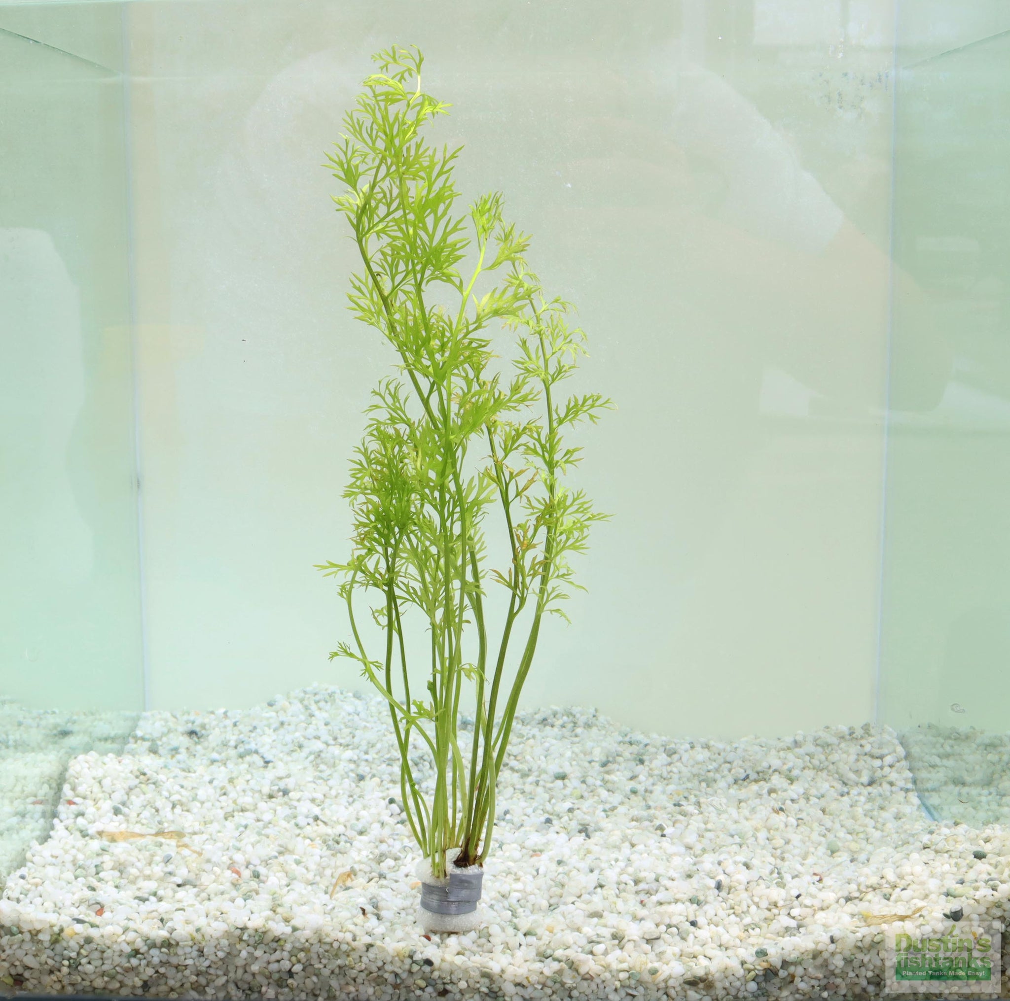 Water Sprite Aquarium Plant Water Sprite – Aquarium Plant Lab
