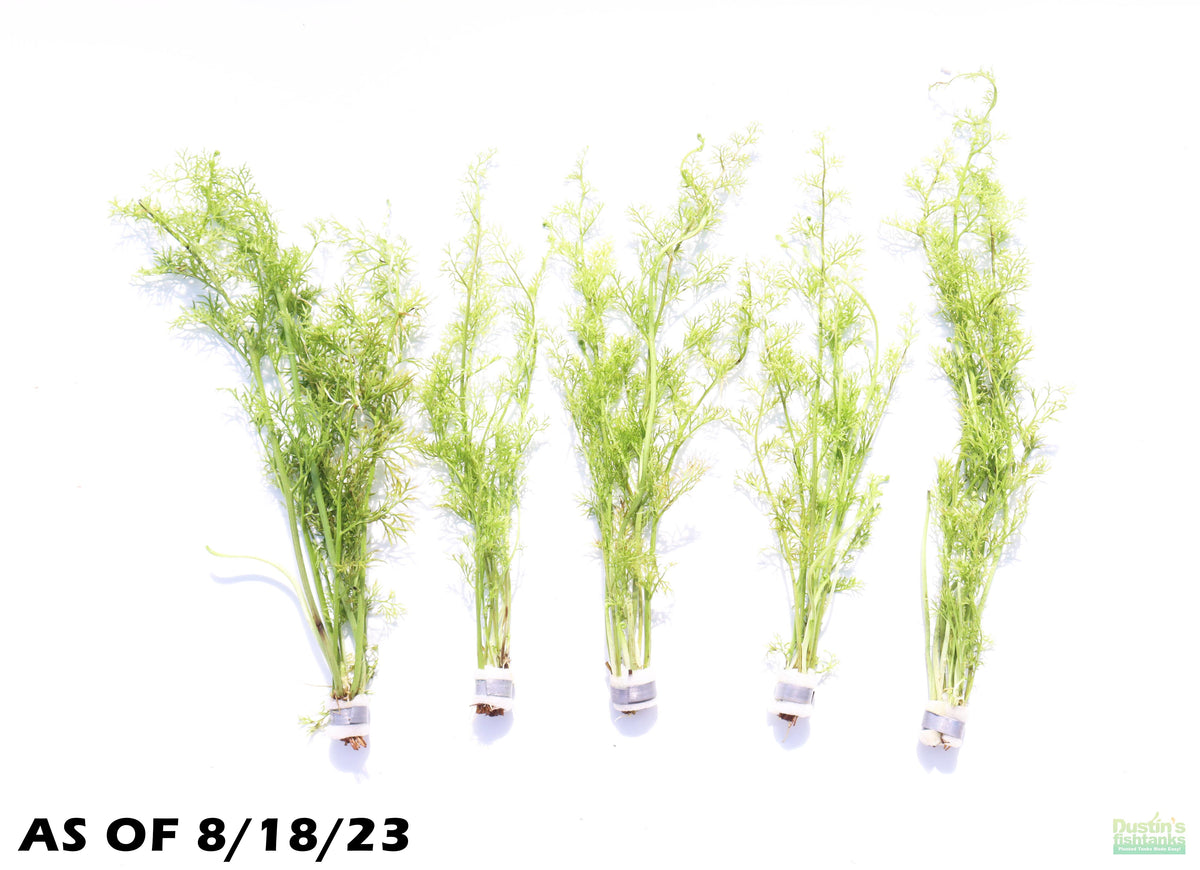 Water Sprite Aquarium Plant