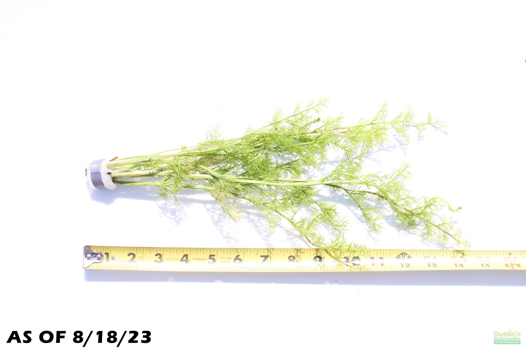 Water Sprite Aquarium Plant