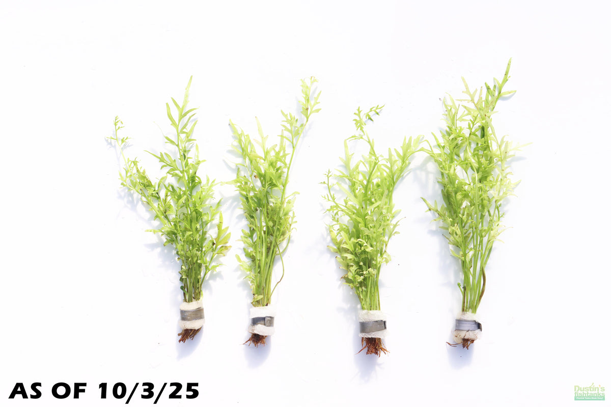 Water Sprite / Ceratopteris thalicroides / Thicker Leaves ...