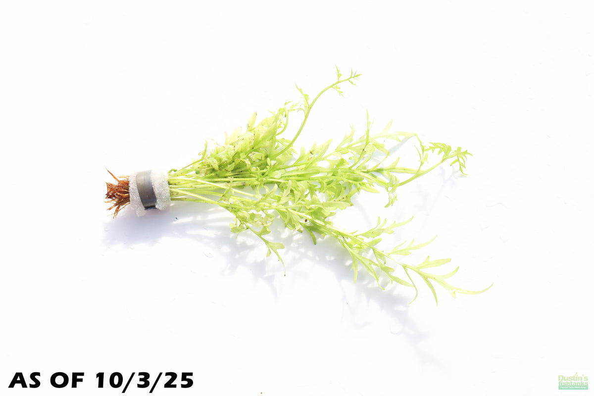 Water Sprite / Ceratopteris thalicroides / Thicker Leaves ...