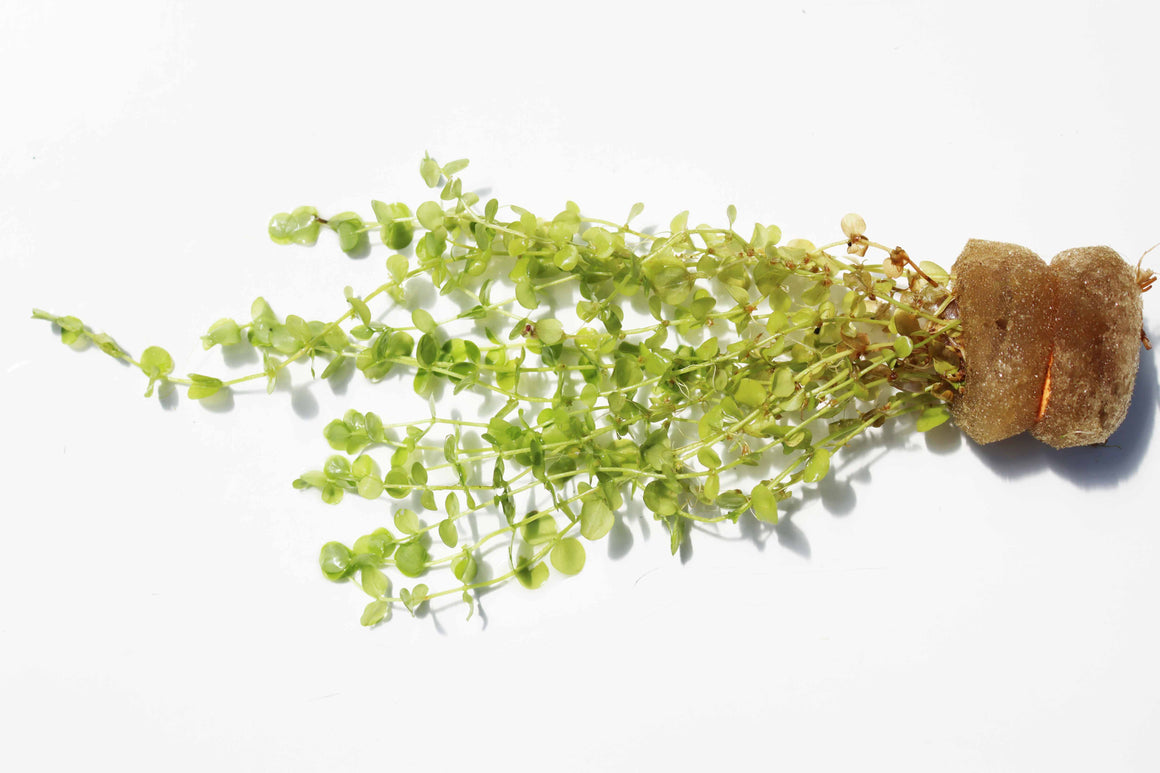 Dustin's Fishtanks - Aquarium Plants for sale - Planted tank made EASY ...