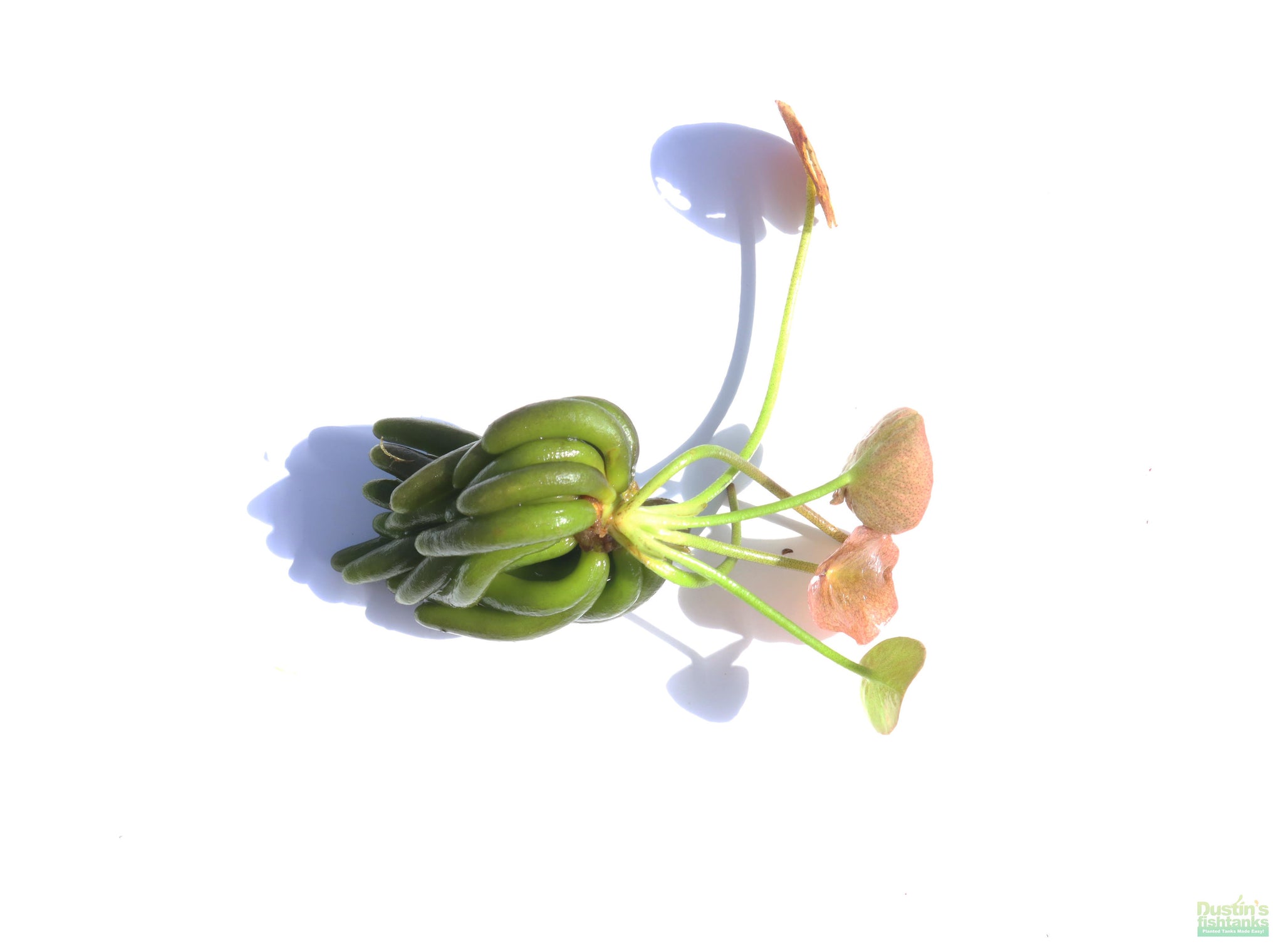 Banana Plant Aquarium Banana Lily Plant (Nymphoides Aquatica) | Windy