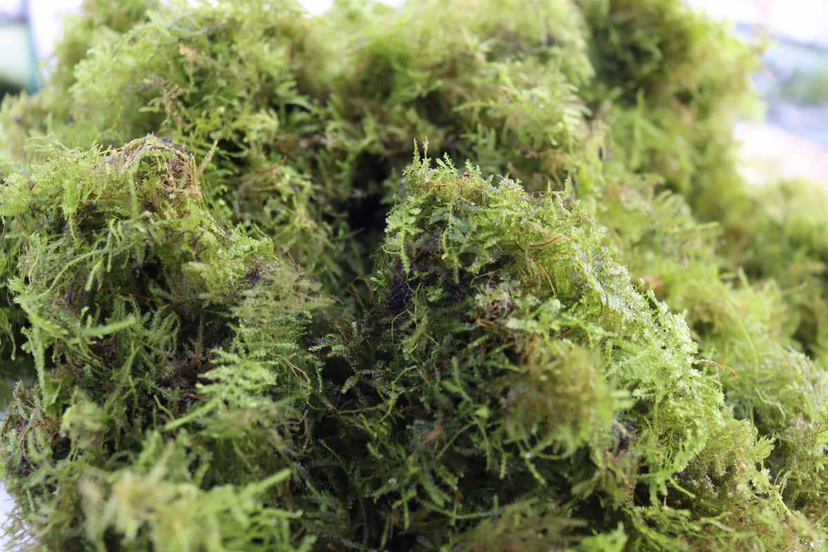 Christmas Moss -Versicularia daubenyana – DustinsFishtanks