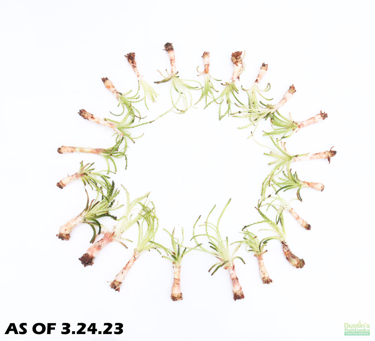 Crinum Calamistratum (Crazy Hardy Aquarium Plant) (3.24 photos ...