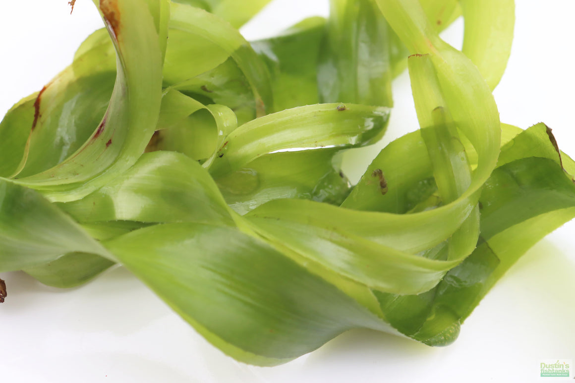 Crinum! – DustinsFishtanks