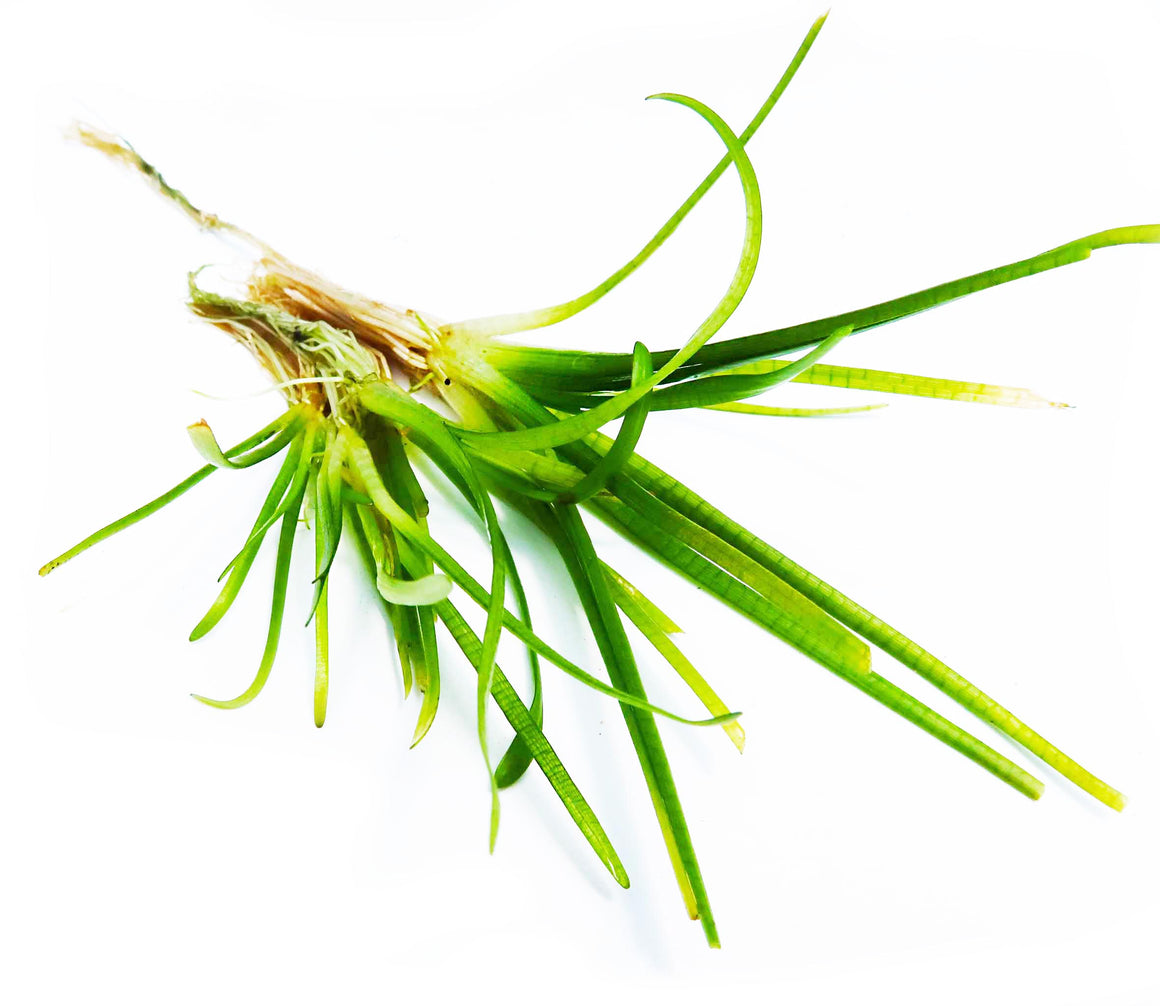 Dustin's Fishtanks - Aquarium Plants for sale - Planted tank made EASY ...