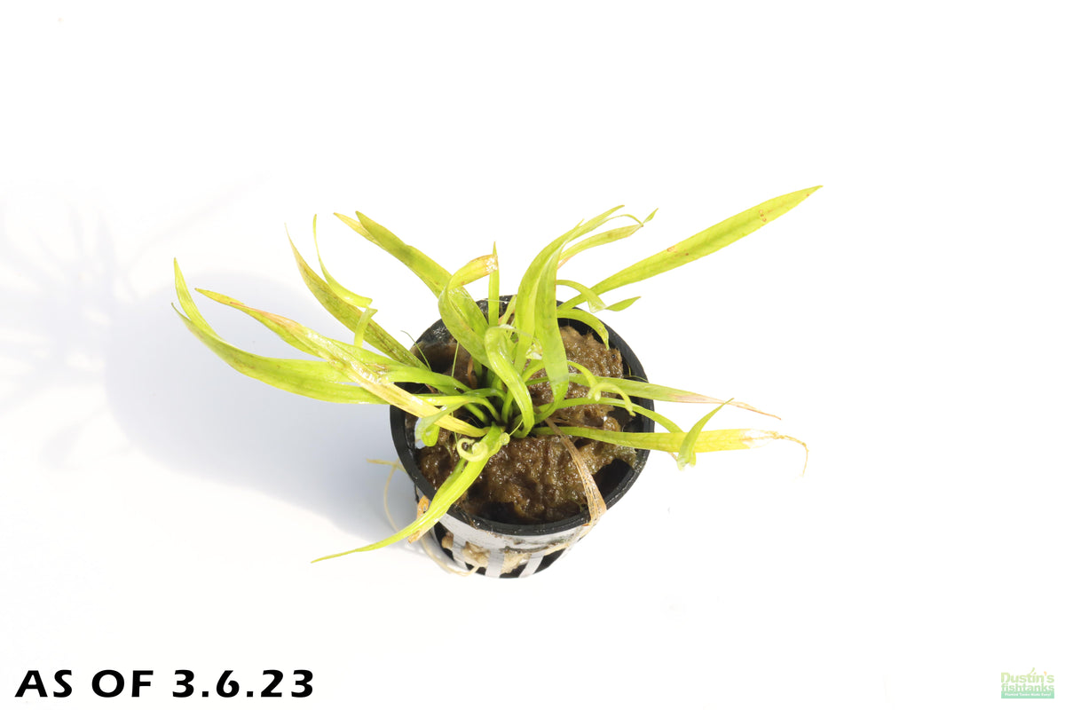 Echinodorus Vesuvius "Spiral Sword" – DustinsFishtanks